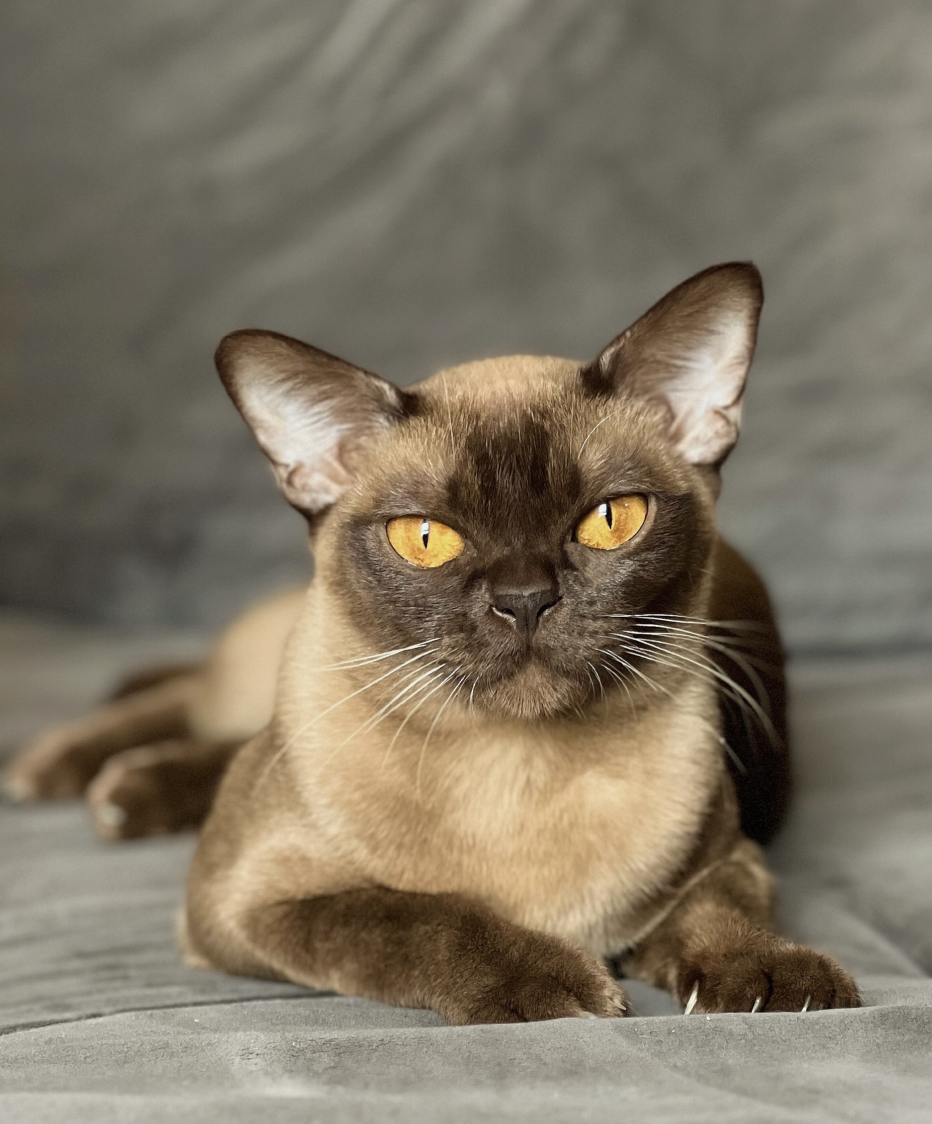 About the Burmese Cat – Burmese Cattery Berlin